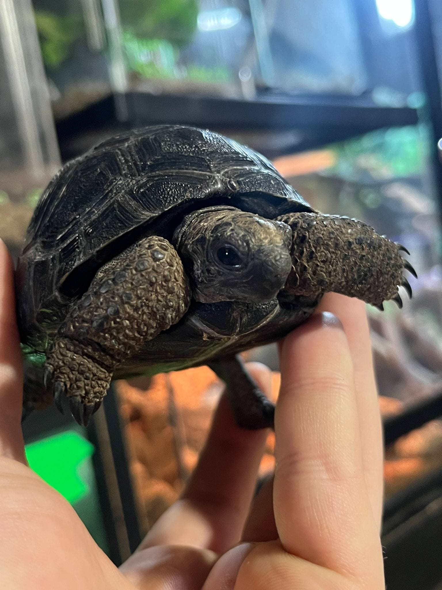 Pet Expo Ireland 2025